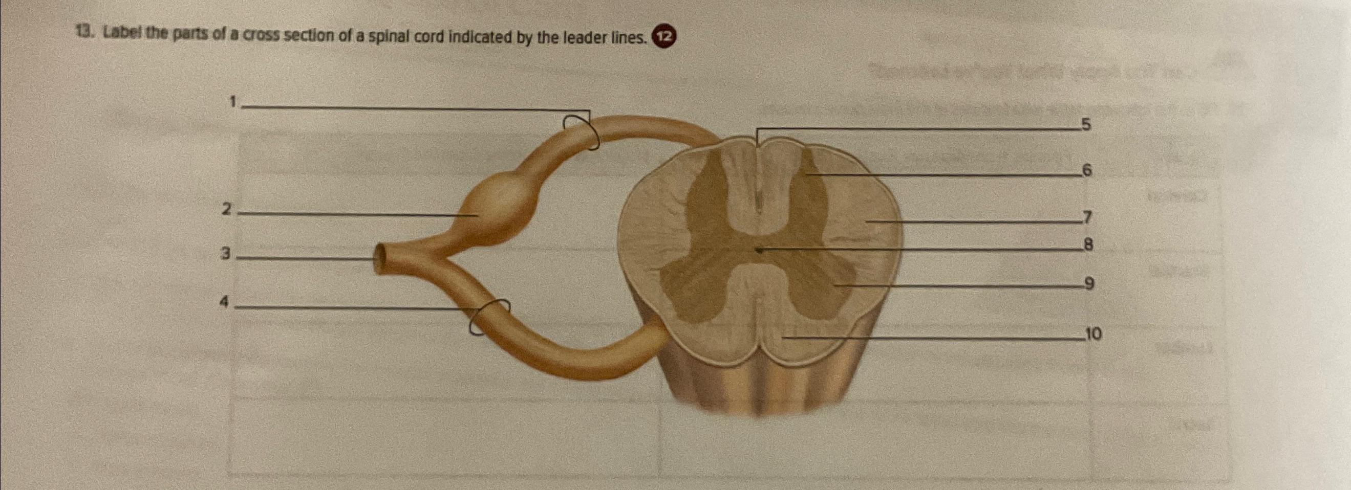 Solved Label the parts of a cross section of a spinal cord | Chegg.com