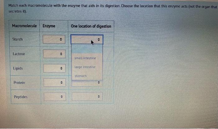 Solved Match each macromolecule with the enzyme that aids in | Chegg.com