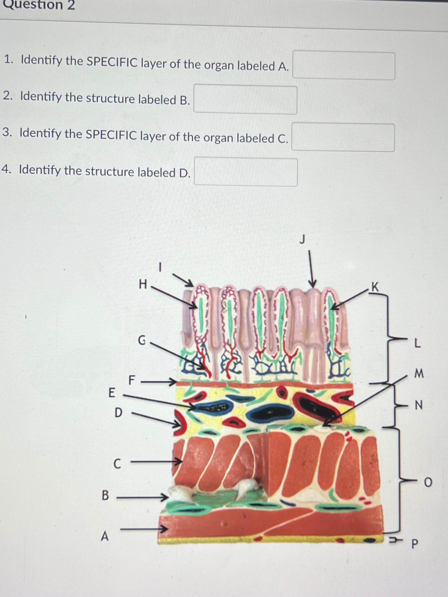 Solved Question 2Identify the SPECIFIC layer of the organ | Chegg.com