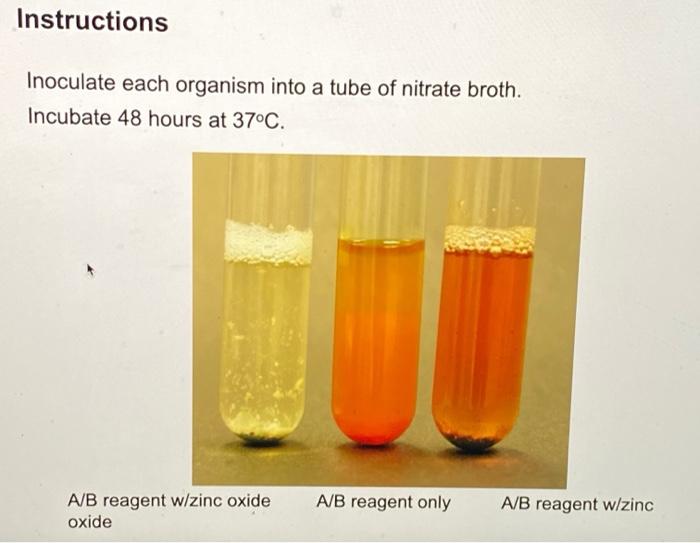 Solved EXPERIMENT 35 - Testing for the Reduction of Nitrate | Chegg.com