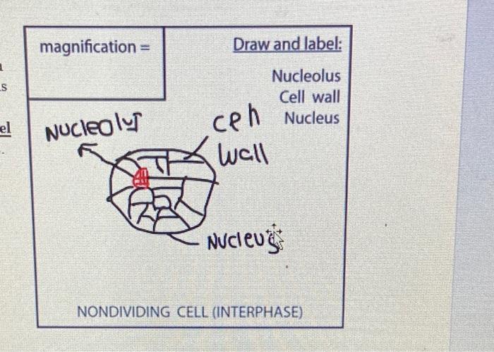 Solved magnification = Draw and label: 1 LS Nucleolus Cell | Chegg.com