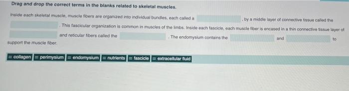 Solved Drag and drop the correct labels to the skeletal | Chegg.com