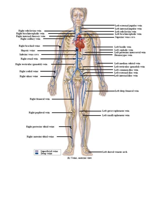 Solved Lab 18 Human Blood Vessels and Lymphatic | Chegg.com