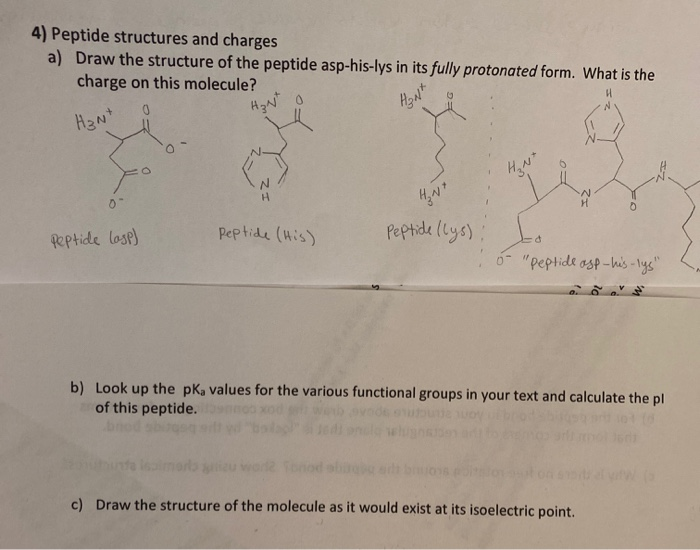Solved 4) Peptide structures and charges a) Draw the | Chegg.com