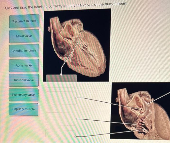 Solved Click and drag the labels to correctly identify the | Chegg.com