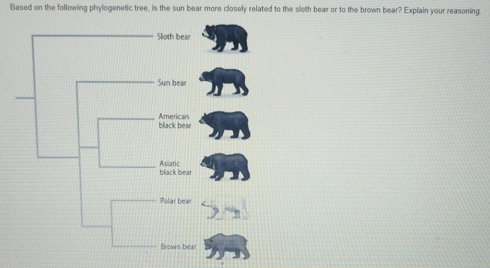 Solved Based on the following phylogenetic tree, is the sun | Chegg.com