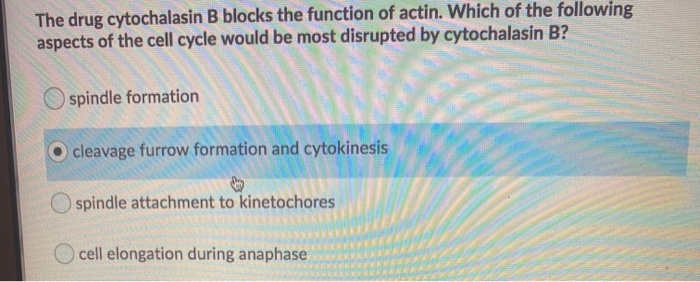 Solved The drug cytochalasin B blocks the function of actin. | Chegg.com