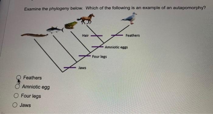 Solved Examine the phylogeny below. Which of the following | Chegg.com