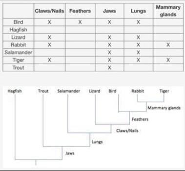 Solved I need a cladogram for the below table. Ladder | Chegg.com