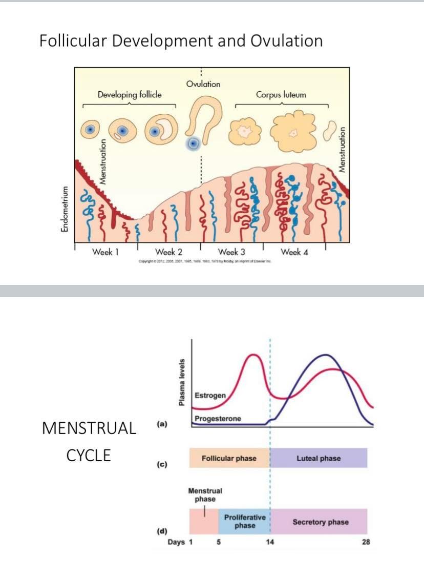 Solved Follicular Development and Ovulation | Chegg.com