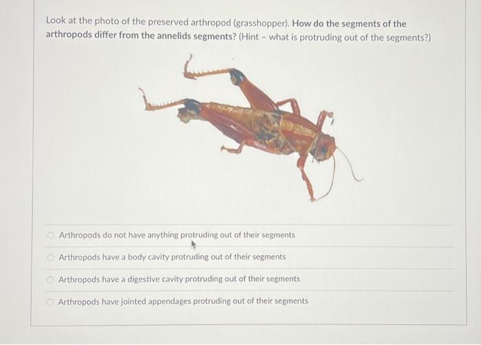 Look at the photo of the preserved arthropod | Chegg.com