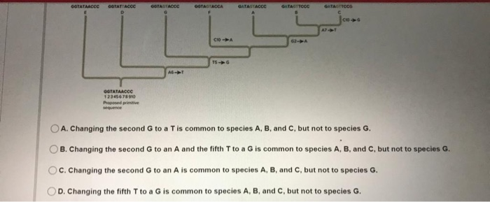 Solved What nucleotide change is a shared derived character | Chegg.com