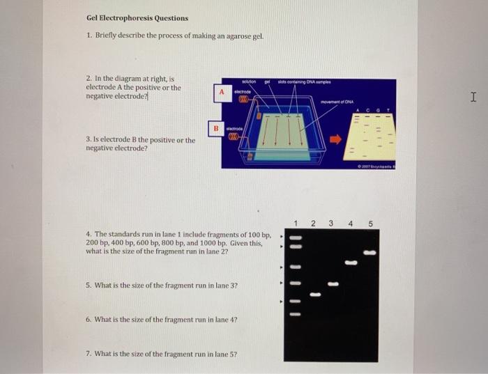 Solved Gel Electrophoresis Questions 1. Briefly describe the | Chegg.com