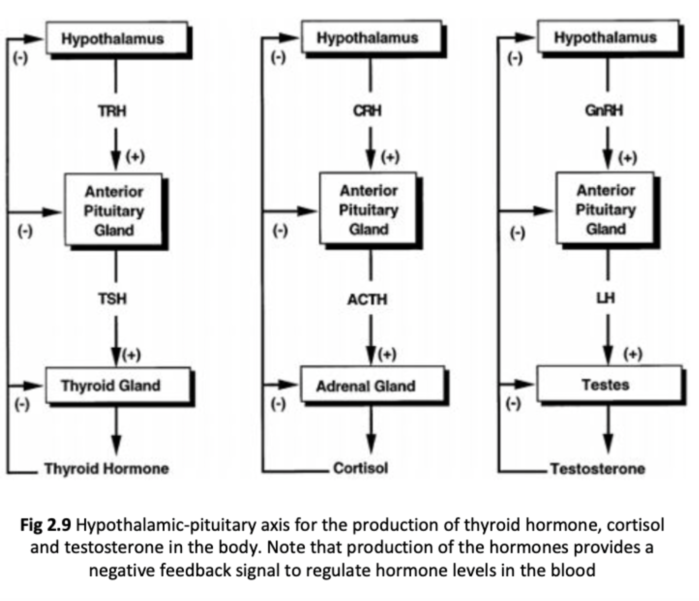 Determine what Hormone 1 ﻿was. Explain your answer. | Chegg.com
