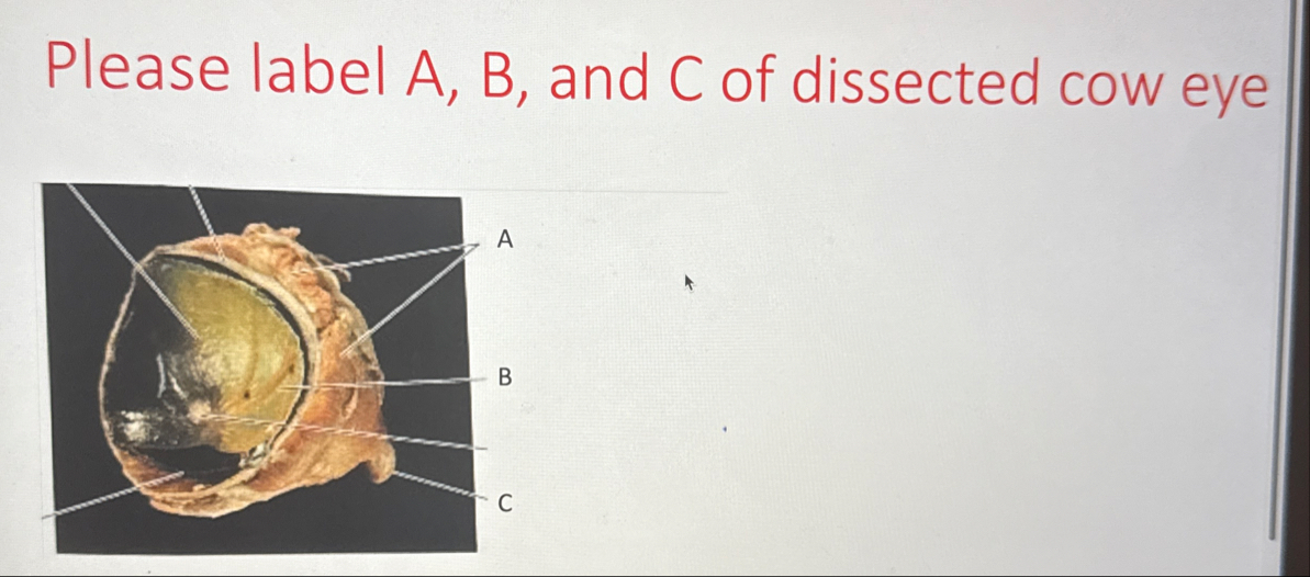Solved Please label A, ﻿B, ﻿and C of dissected cow eye | Chegg.com
