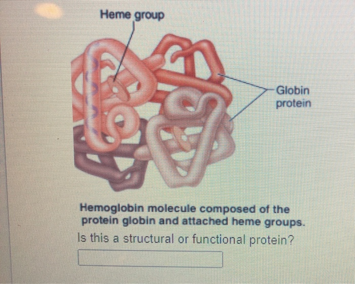 Solved Heme group Globin protein Hemoglobin molecule | Chegg.com