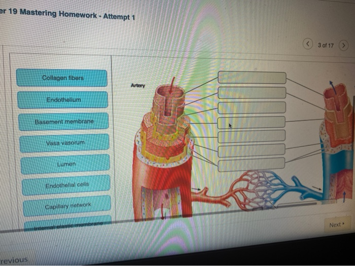 Solved Item 3 Label the structural features of arteries, | Chegg.com