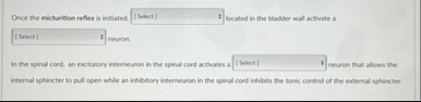 Solved Once the micturition reflex is initiated, ﻿located | Chegg.com