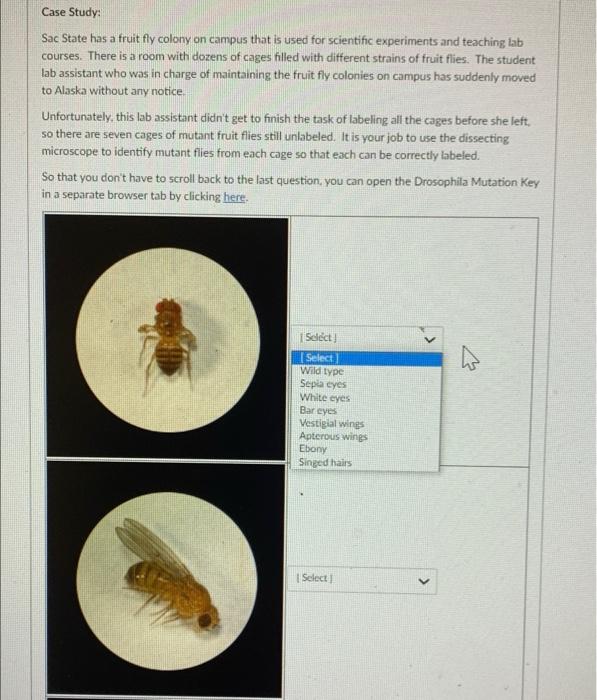 Solved Case Study: Sac State has a fruit fly colony on | Chegg.com