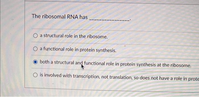 Solved The ribosomal RNA has a structural role in the | Chegg.com