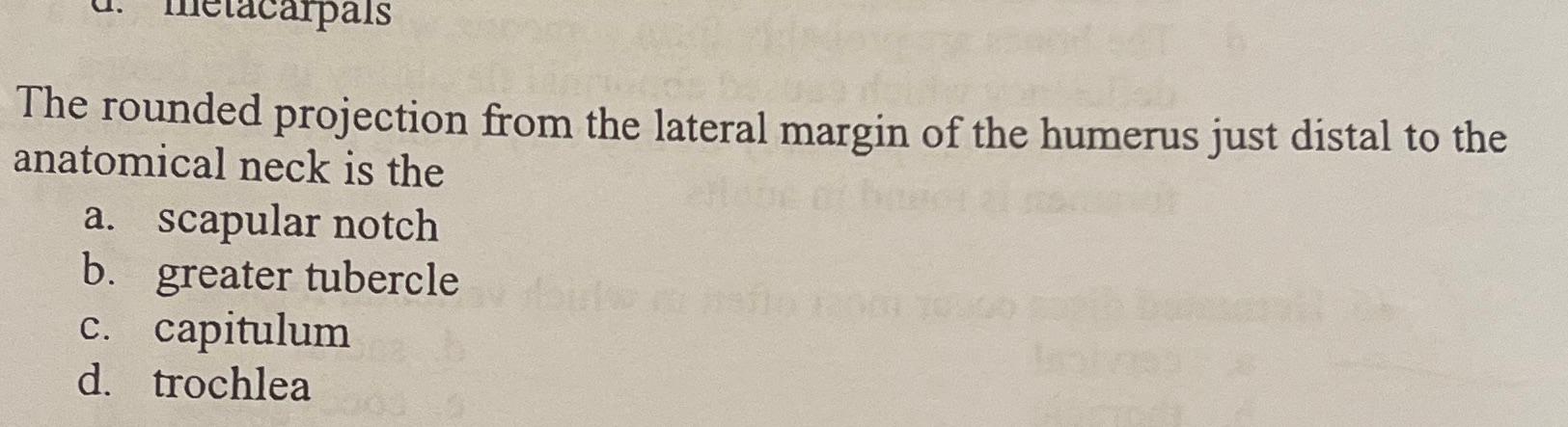 Solved The rounded projection from the lateral margin of the | Chegg.com