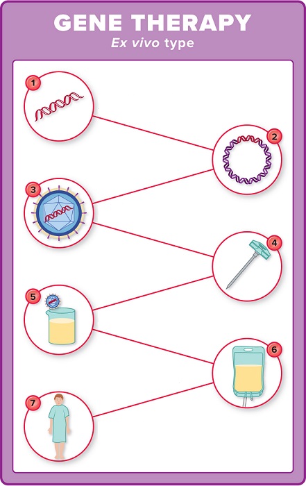 Solved Order the steps of ex vivo gene therapy, using the | Chegg.com
