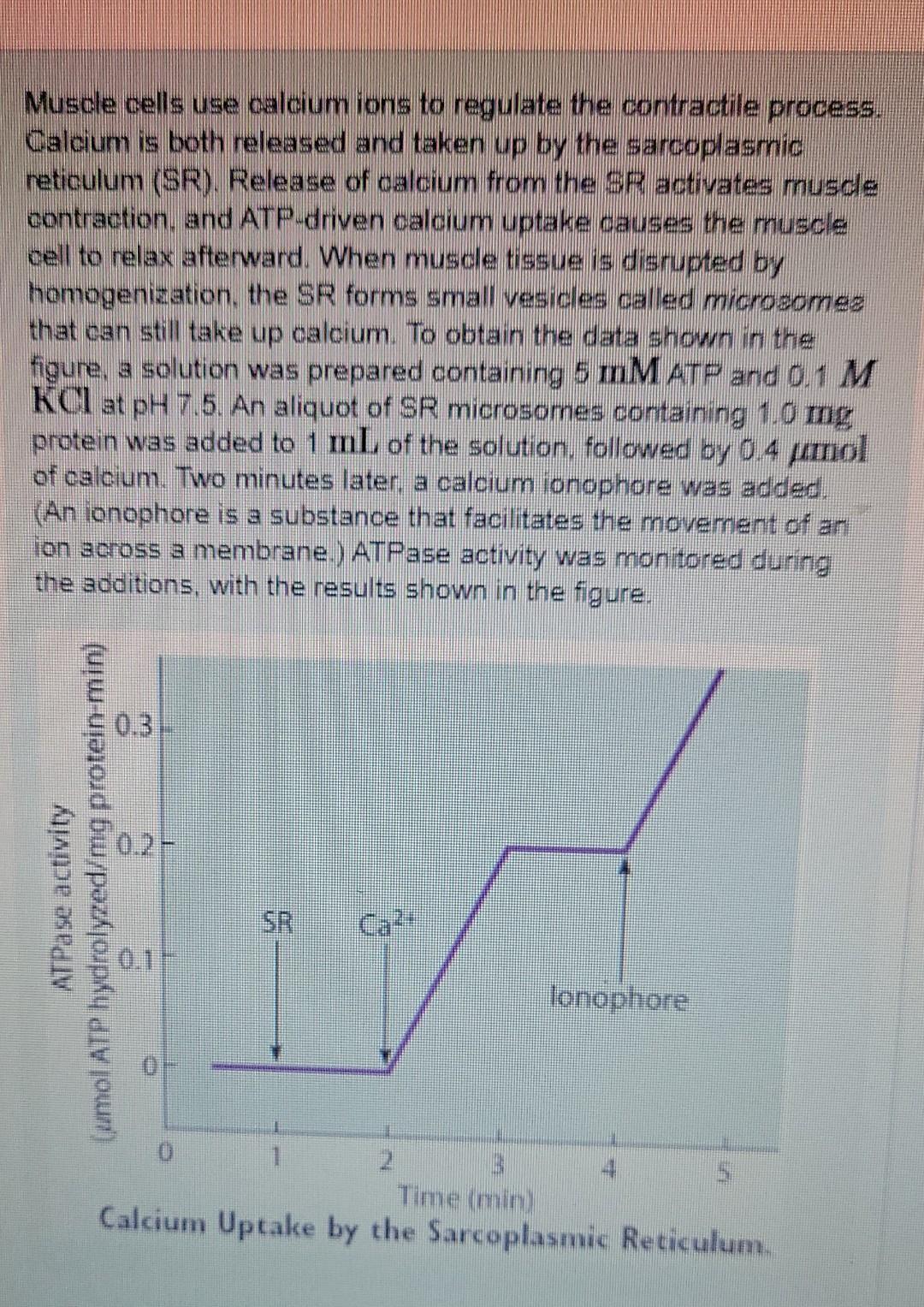 Solved Muscle cells use calcium ions to regulate the | Chegg.com