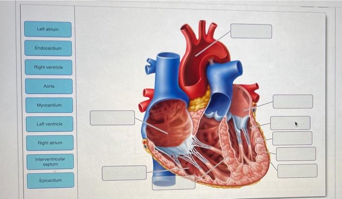 Solved Left atrium Endocardium Right ventricle Aorta | Chegg.com