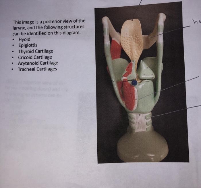 Solved hu This image is a posterior view of the larynx, and | Chegg.com