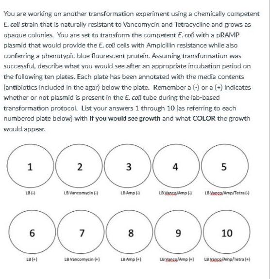 Solved You are working on another transformation experiment | Chegg.com