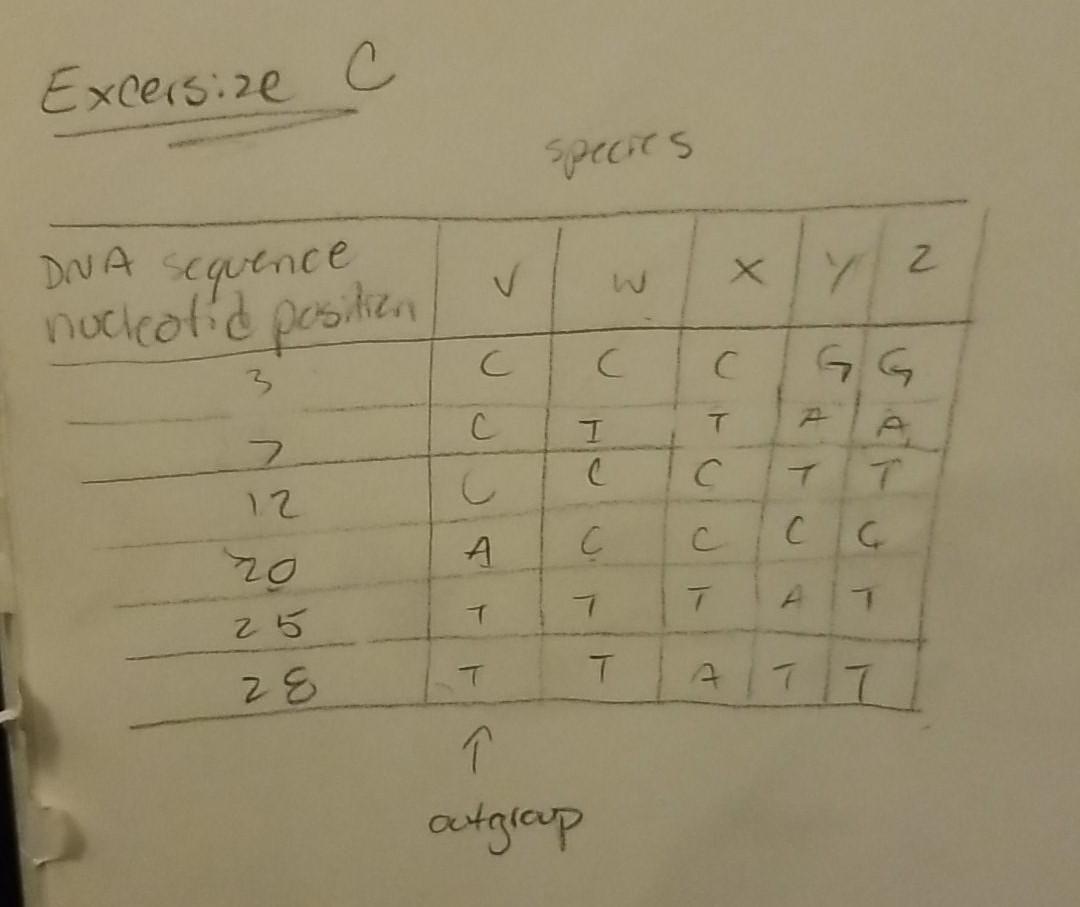 Solved create a parsimonious cladogram. species V is the | Chegg.com