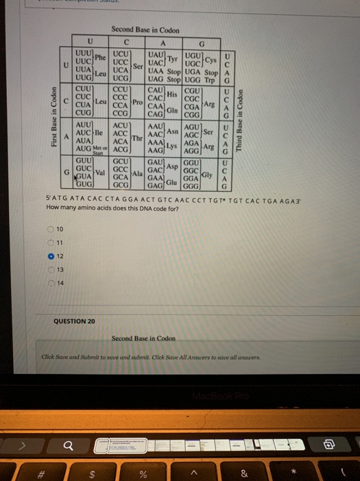 Solved G Second Base in Codon А UUU). UAU THUC Phe U . THA | Chegg.com