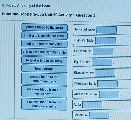 Solved Anatomy Of The Heart | Chegg.com