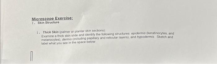 Solved 1. Thick Skin (paimer or plantar skin sections) | Chegg.com