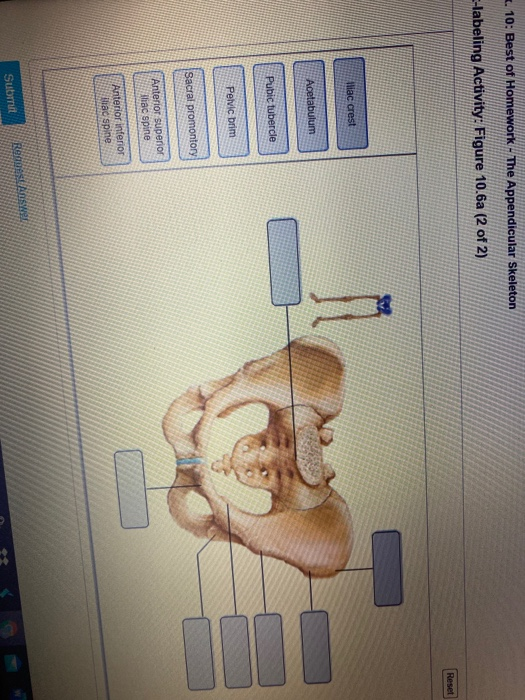 Solved . 10: Best of Homework - The Appendicular Skeleton | Chegg.com