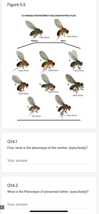 Solved Figure 5.5 FLY IMAGES FOR PATERNITY EXCLUSION IN | Chegg.com