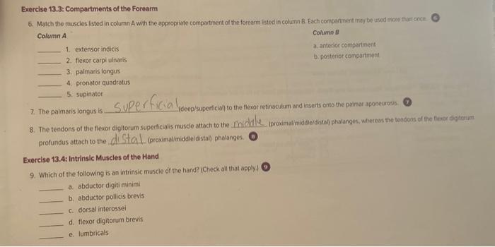 Solved Column A Columen B 1. extensor indicis a. anterioc | Chegg.com