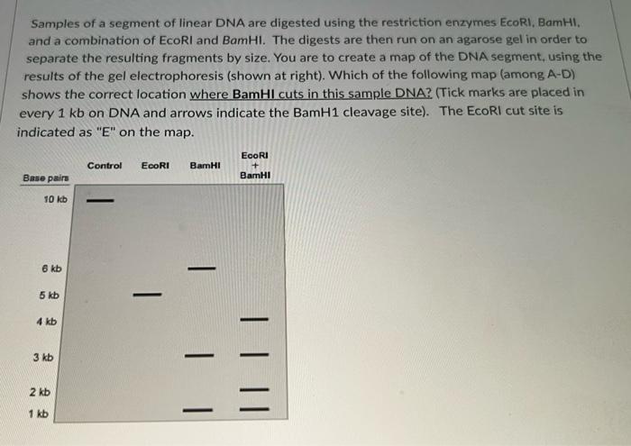 Solved Samples of a segment of linear DNA are digested using | Chegg.com