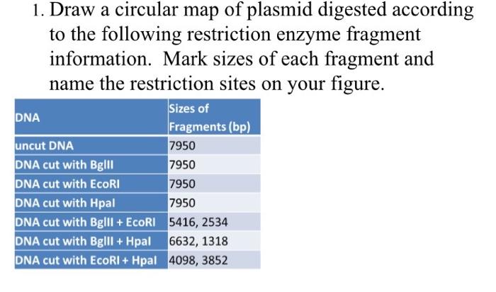 Solved 1. Draw a circular map of plasmid digested according | Chegg.com