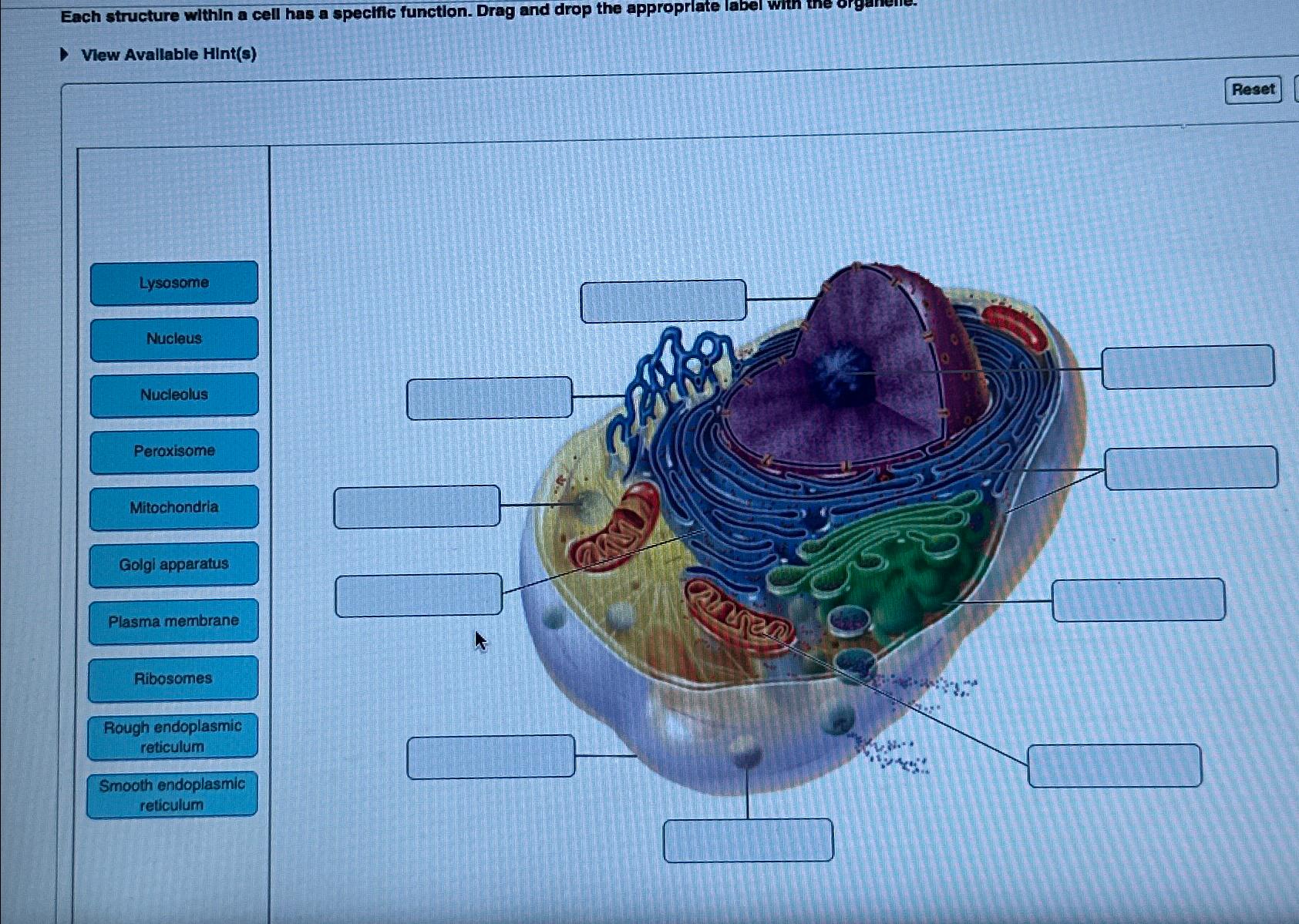 Solved drag and drop the appropriate label with the | Chegg.com