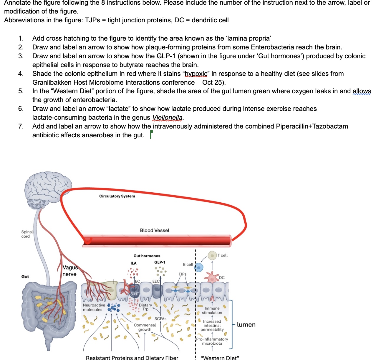 Solved Annotate the figure following the 8 ﻿instructions | Chegg.com