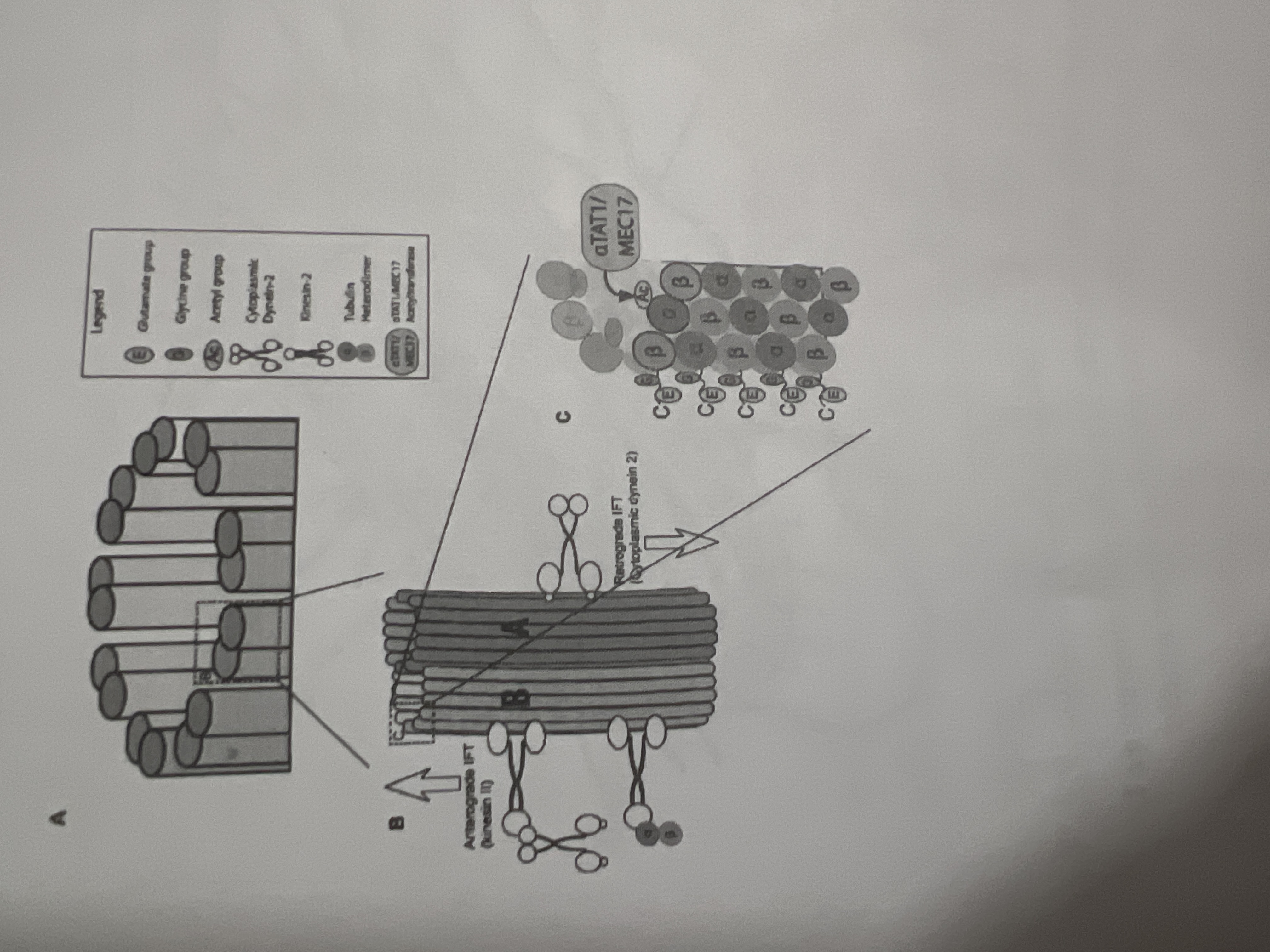 Solved using the figure below explain how microtubules can | Chegg.com