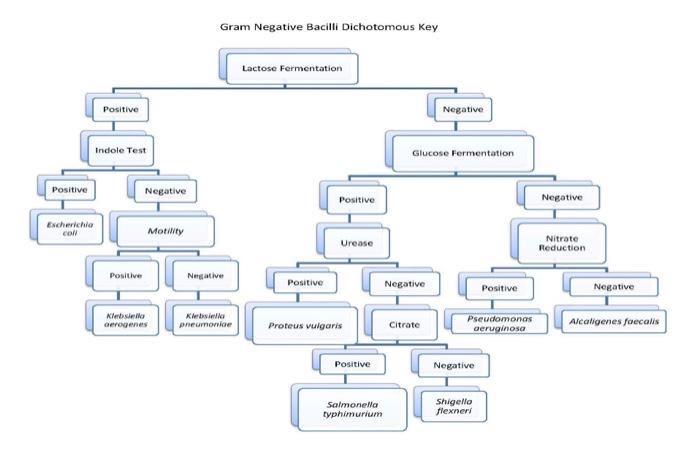 Solved Gram Negative Bacilli Dichotomous Key Identify | Chegg.com