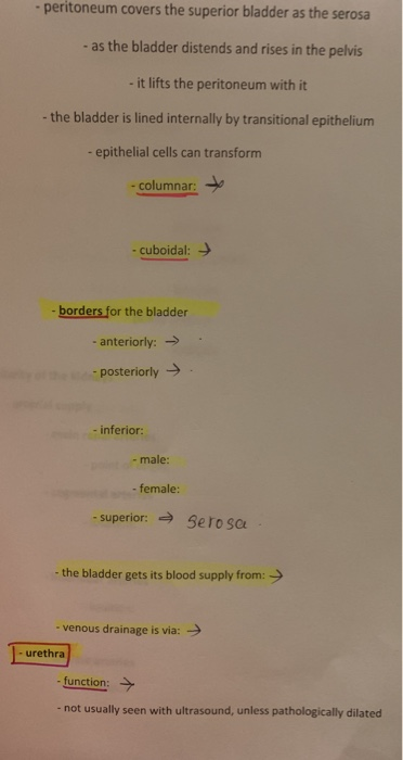 Solved - peritoneum covers the superior bladder as the | Chegg.com