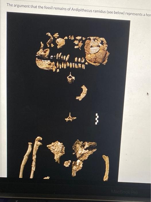Solved The argument that the fossil remains of Ardipithecus | Chegg.com