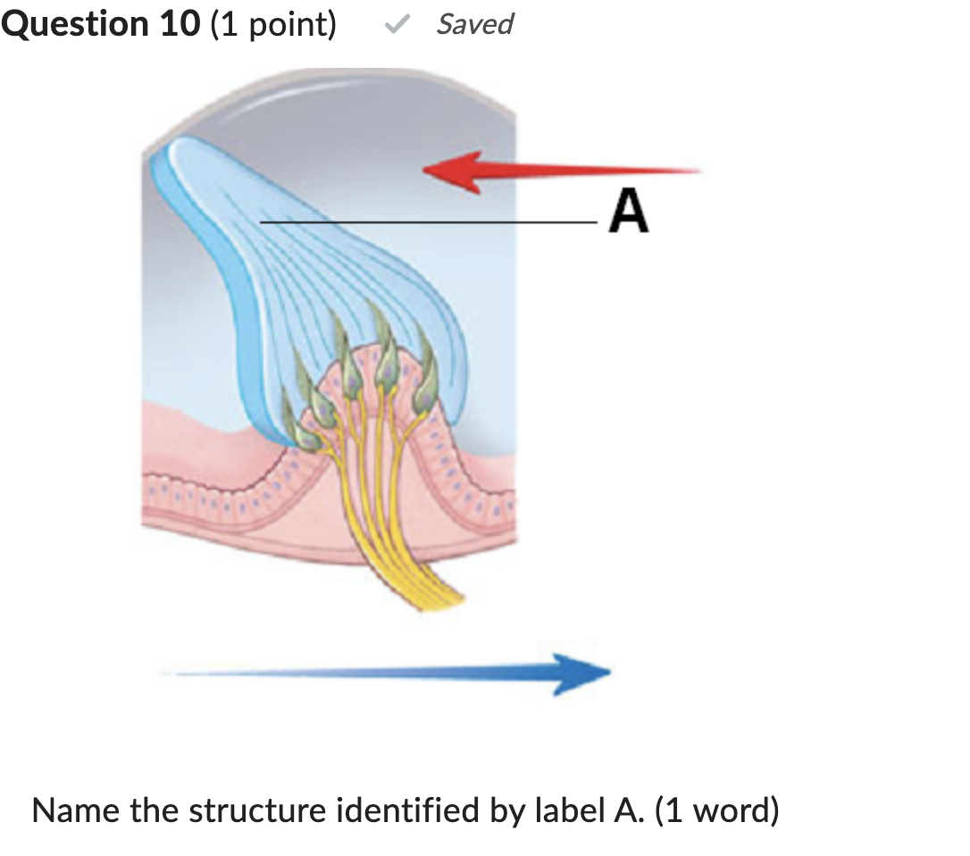 Solved Question 10 (1 ﻿point)Name the structure identified | Chegg.com