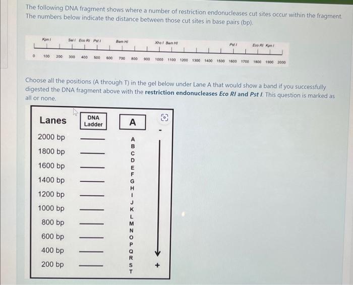 Solved The following DNA fragment shows where a number of | Chegg.com