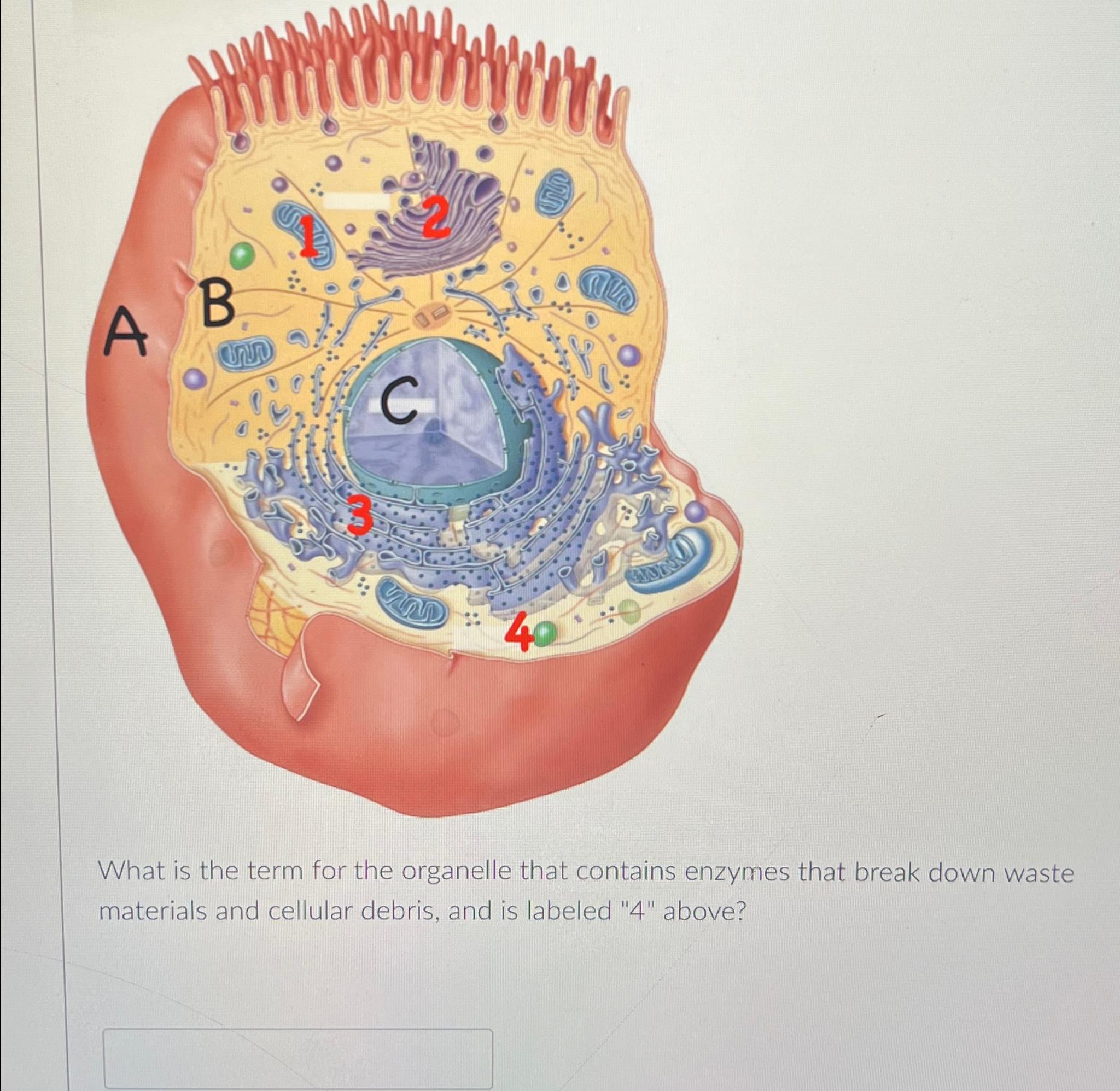 Solved What is the term for the organelle that contains | Chegg.com