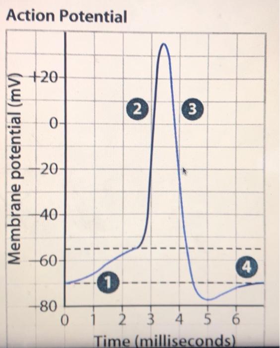 Solved Action Potential | Chegg.com
