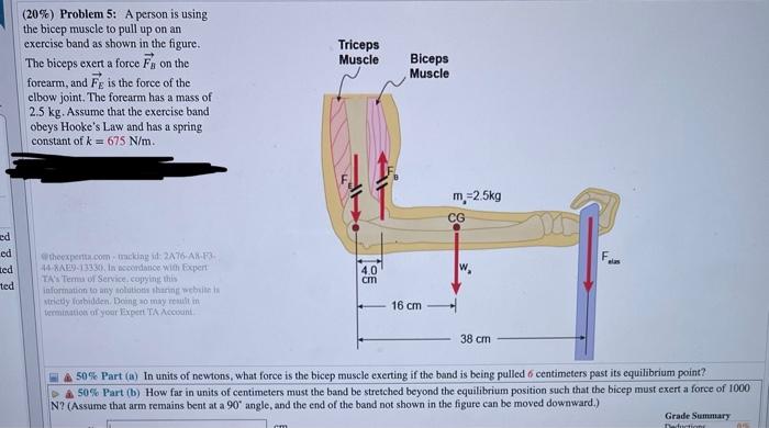 Solved (20\%) Problem 5: A person is using the bicep muscle | Chegg.com